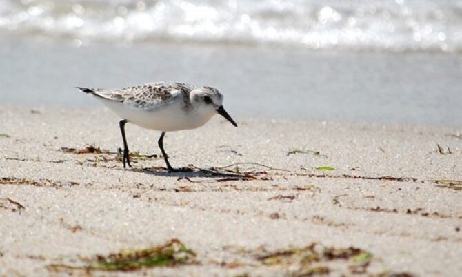 Sanderling