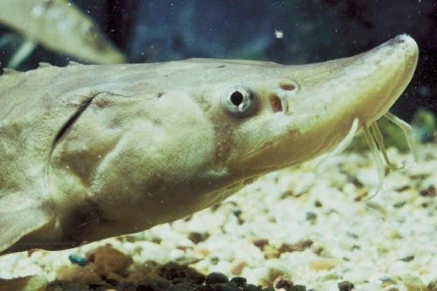 Spiny Dogfish