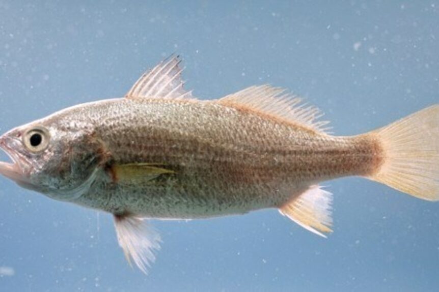 Atlantic Croaker