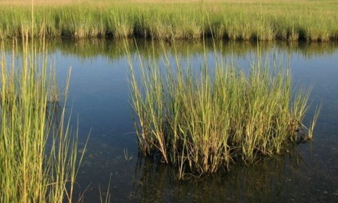 Smooth Cordgrass