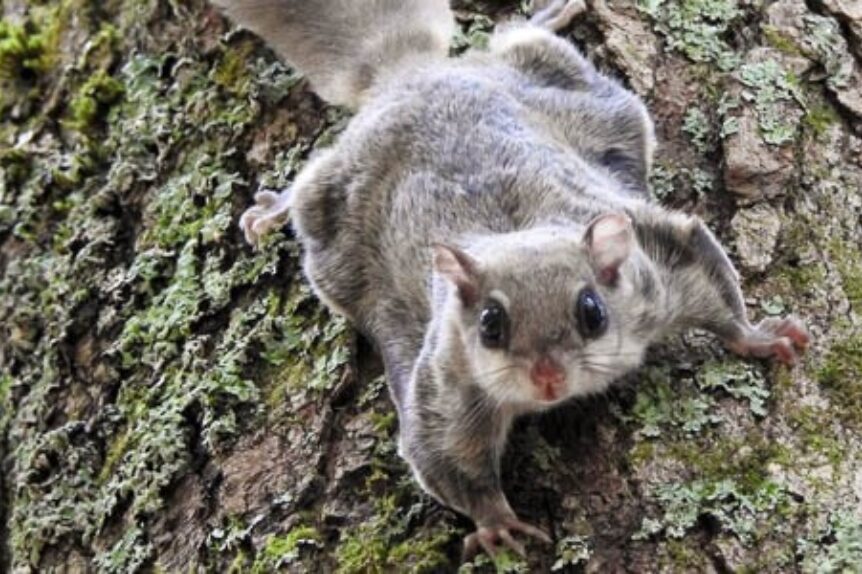 Long-tailed shrew