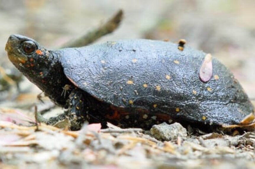 Diamondback Terrapin