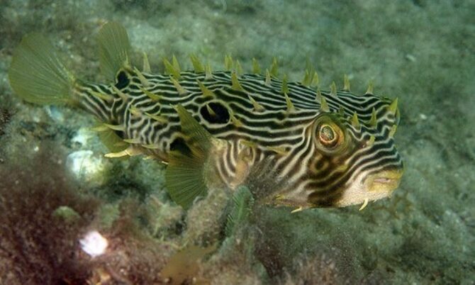 Striped Burrfish
