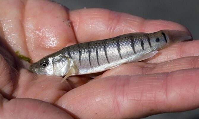 marsh killifish