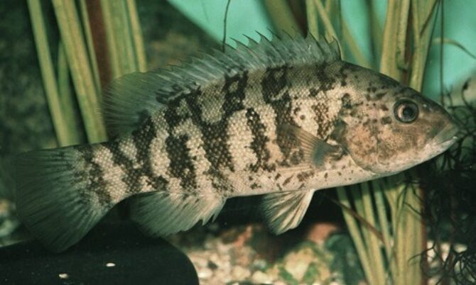 Tautog