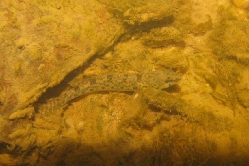 Black-fingered mud crab