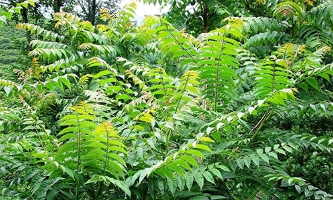 Tree-of-heaven
