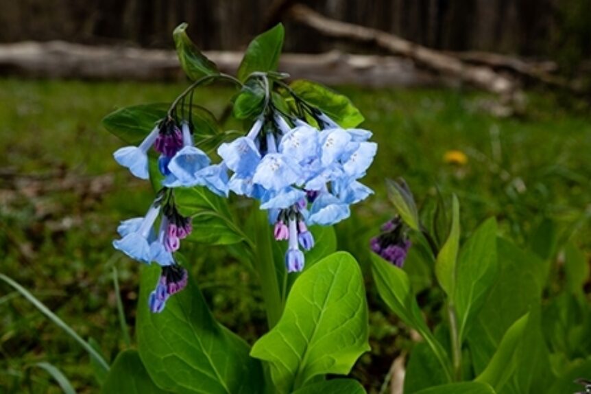 Eastern Garter Snake