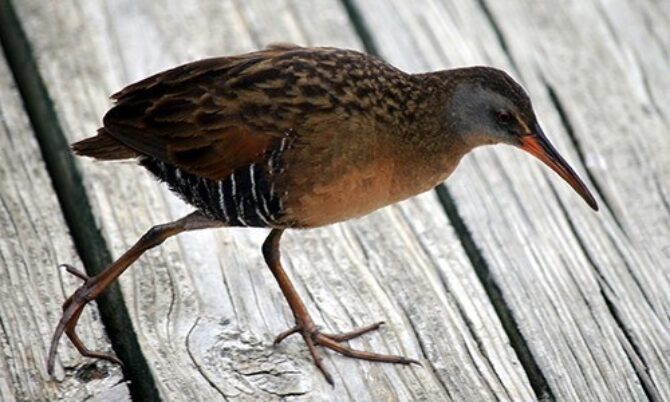 Virginia rail