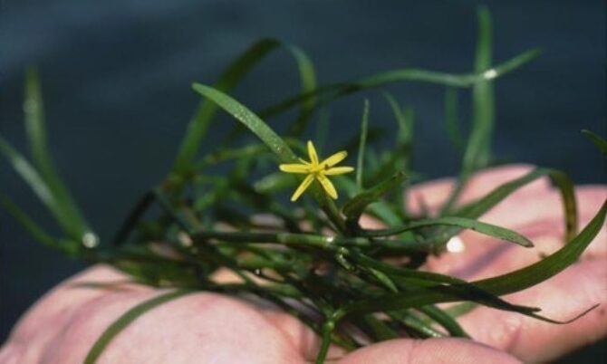 Water Stargrass