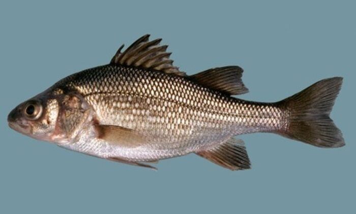 White Perch