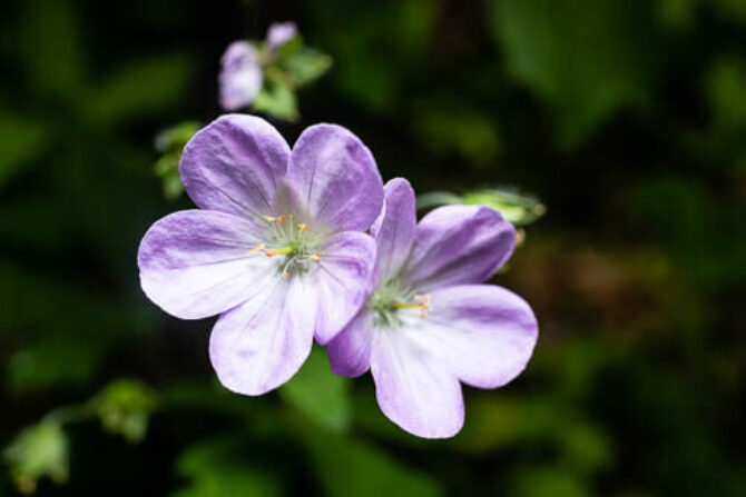 Wild Geranium