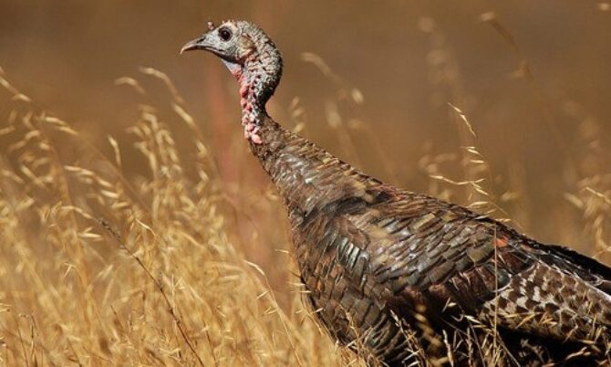 Wild Turkey