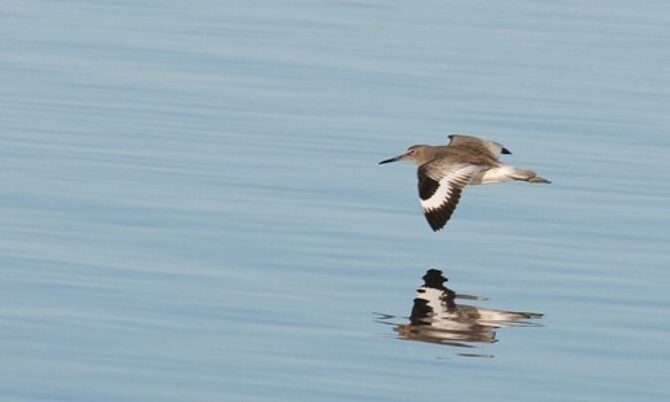 Willet