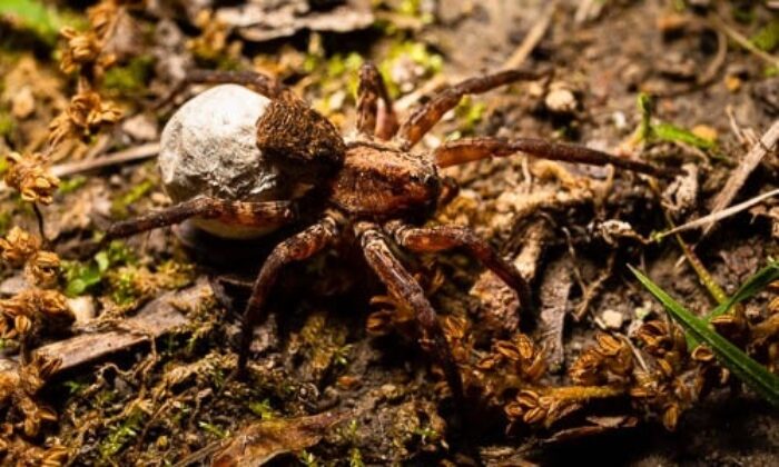 Wolf Spider