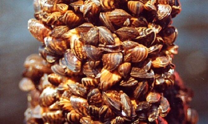 Zebra mussel