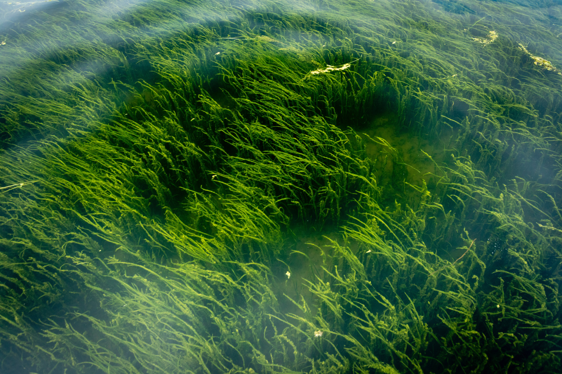10 reasons to be hopeful about the Chesapeake Bay in 2024