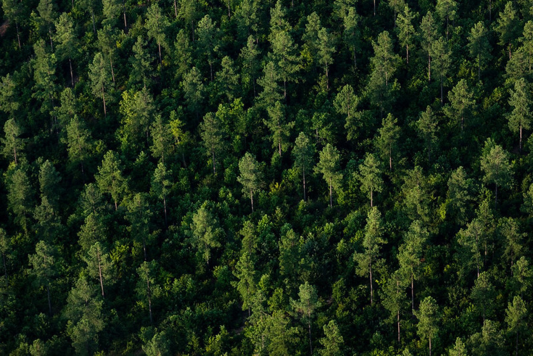Interactive StoryMap highlights the state of forests across the ...