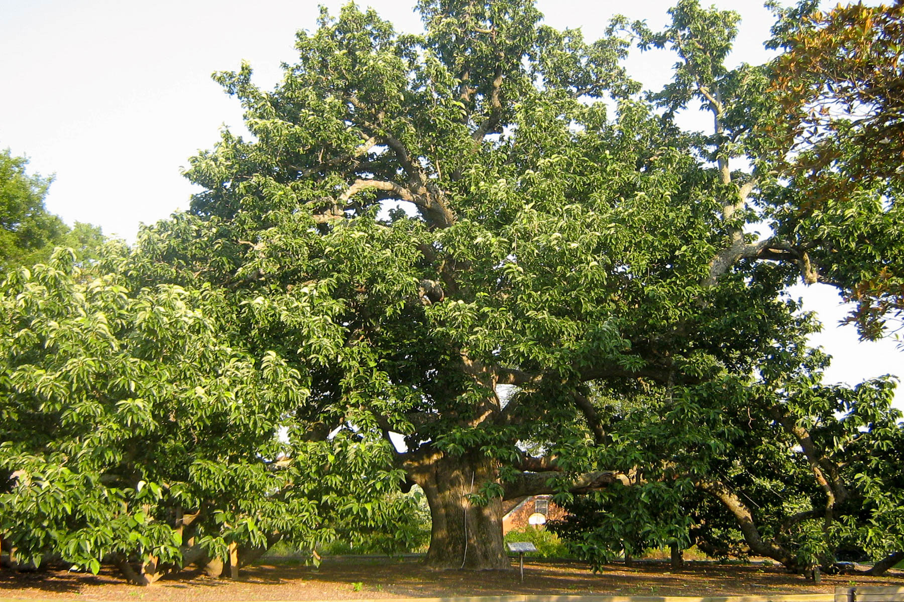 What it takes to become a champion tree in the Chesapeake Bay region