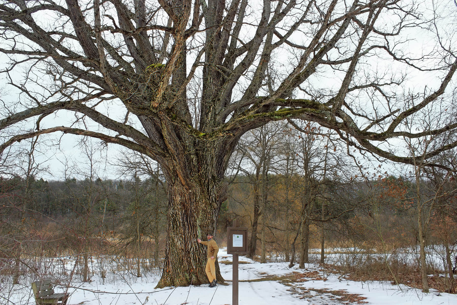 What it takes to become a champion tree in the Chesapeake Bay region