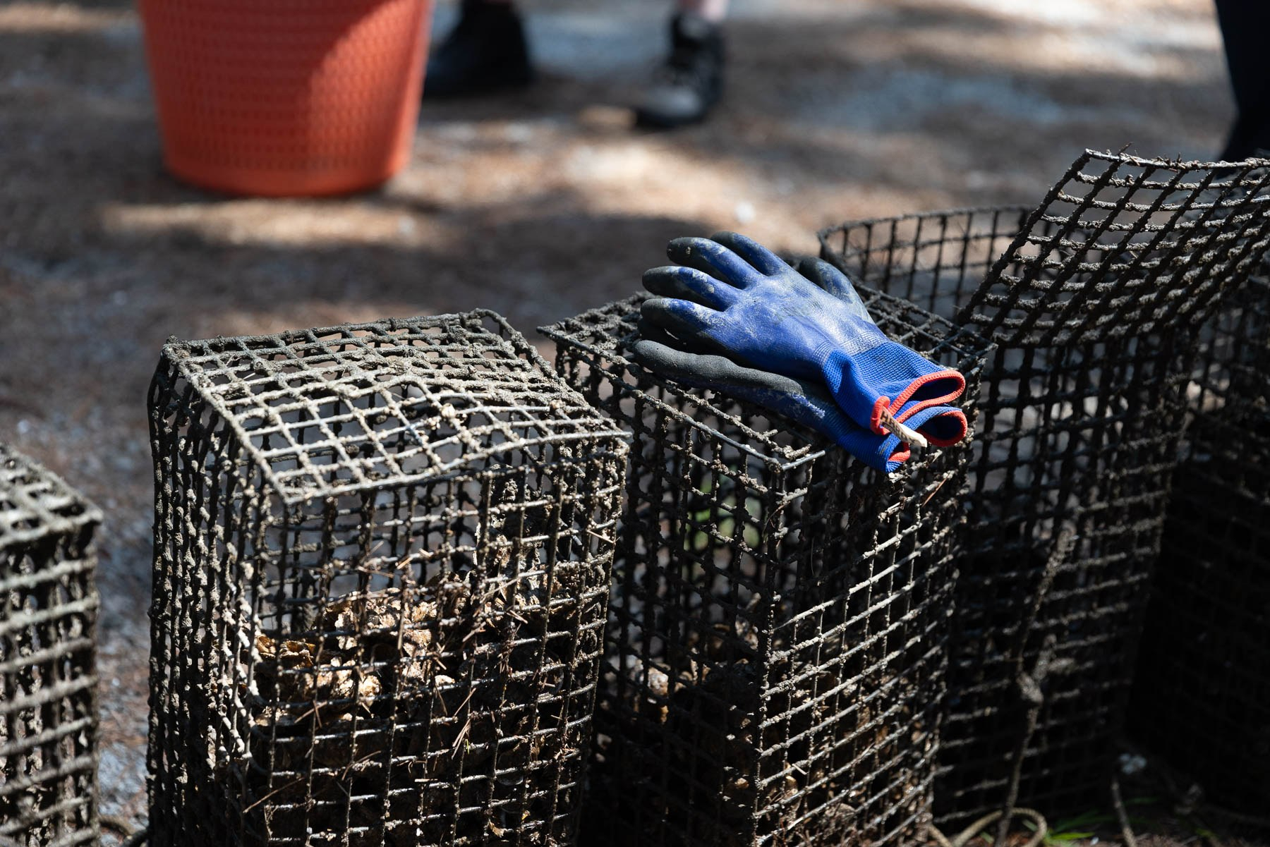 Nansemond Indian Nation continues its legacy of stewardship with 9,000 ...