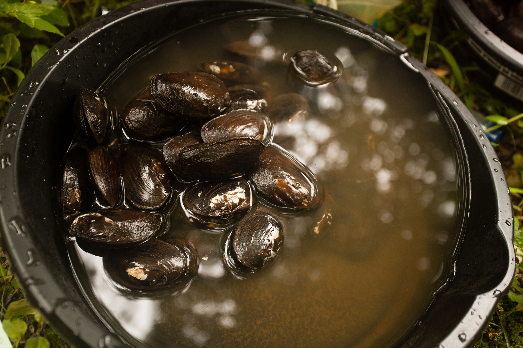 Our rivers’ livers—freshwater mussels—have the potential to improve ...