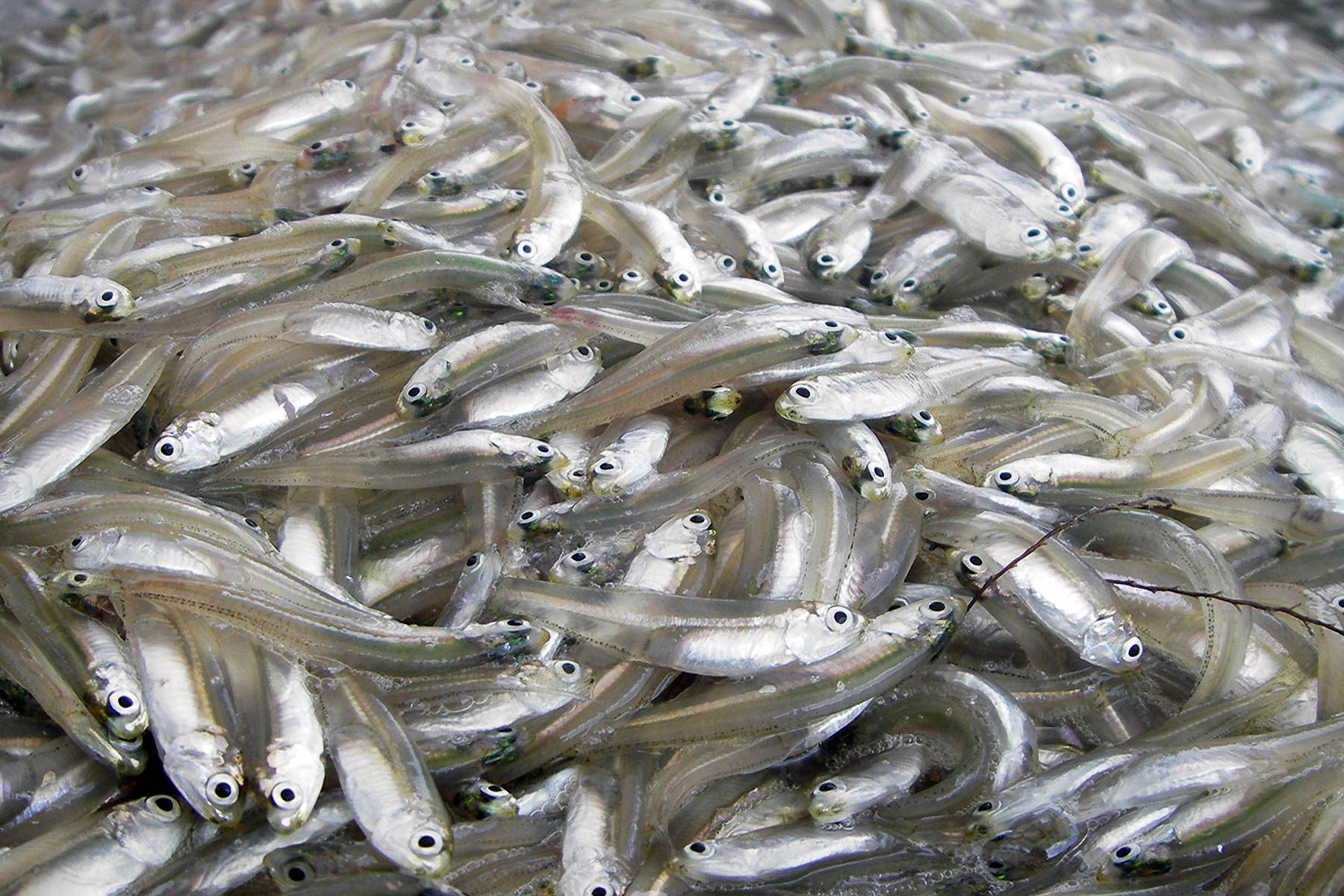 New report investigates how the Bay's forage base is changing over time