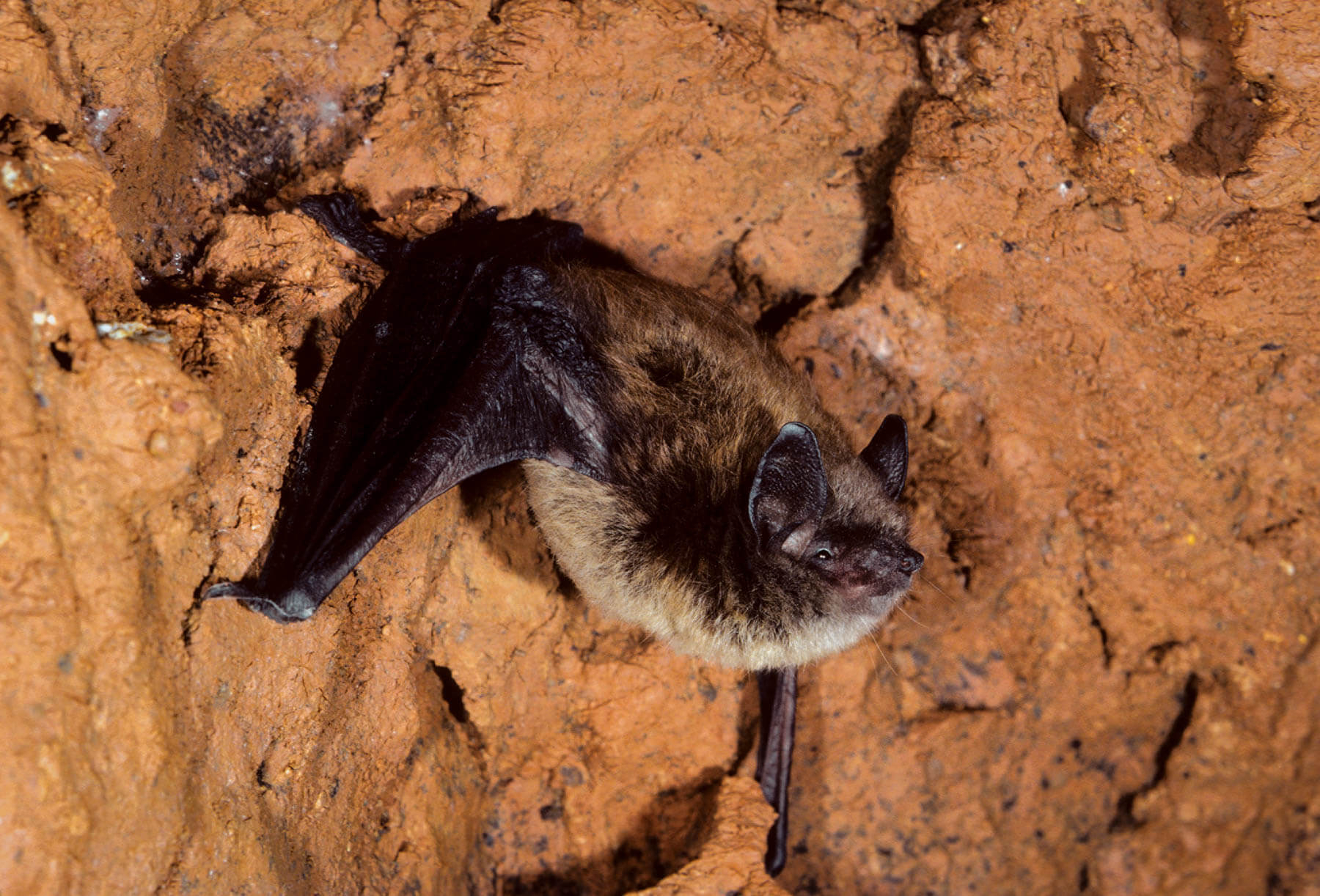 Big appreciation for the little brown bat