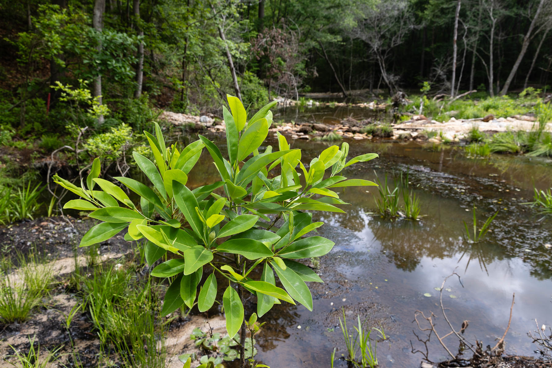Improving stream restoration outcomes across the Chesapeake Bay watershed