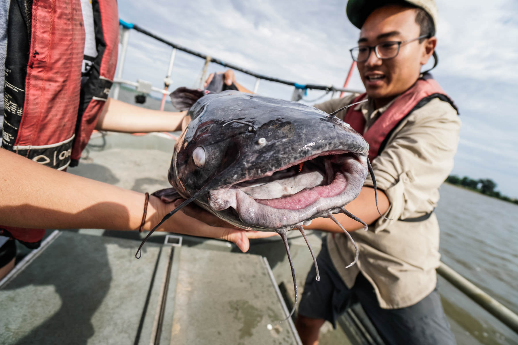 Catfish of the Chesapeake
