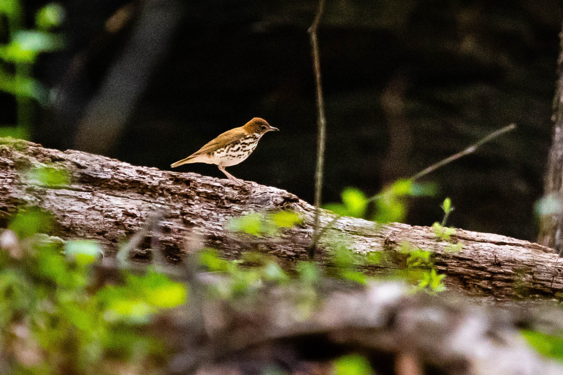 5 LBBs (little brown birds) to see in the Chesapeake