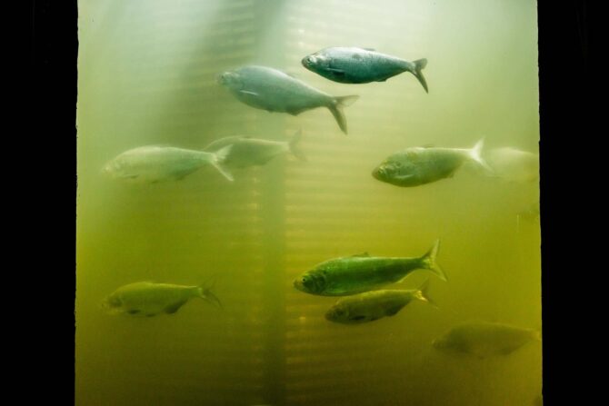 Photo Essay: American shad make their incredible journey