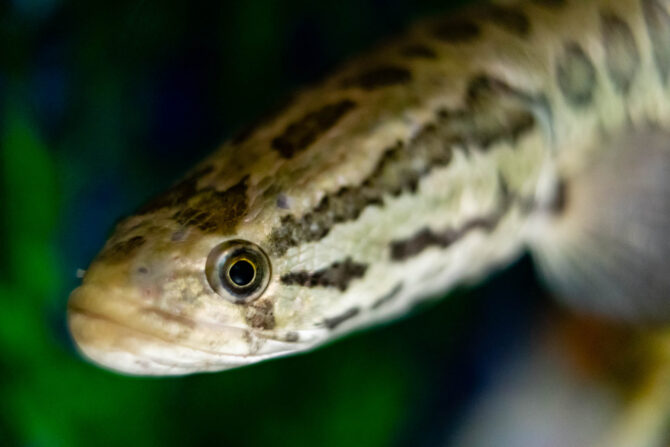 Local government leaders fish for invasive species management ...