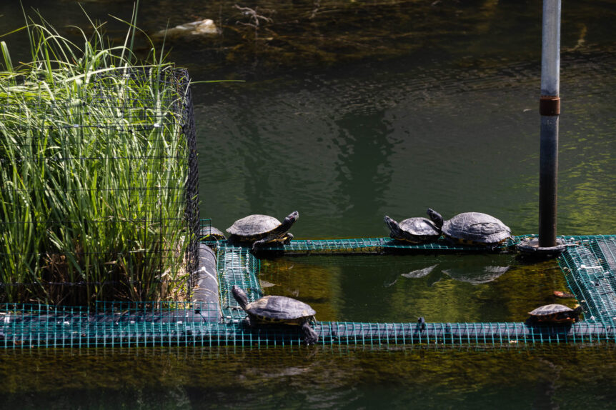 Baltimore’s floating wetlands are bubbling with life