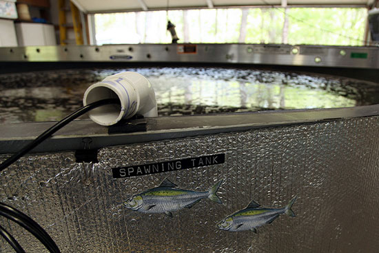 Potomac River sees rise in returning shad, driving up Bay-wide ...