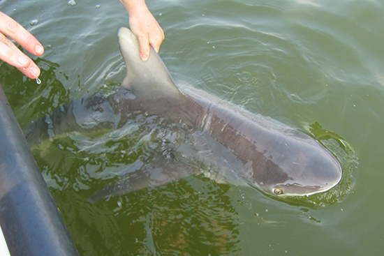 Are there sharks in the Chesapeake Bay? | Chesapeake Bay Program