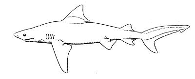 Are there sharks in the Chesapeake Bay? - Chesapeake Bay Program