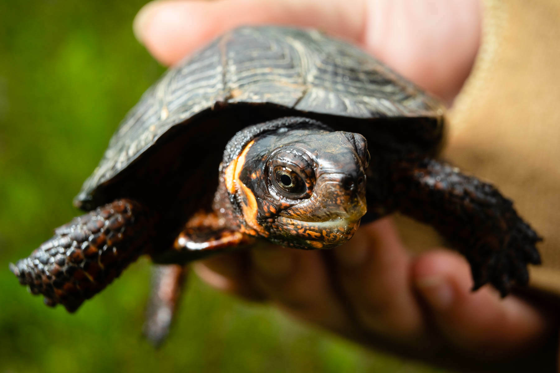 Searching for bog turtles in a disappearing habitat | Chesapeake Bay ...