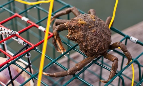 Libinia emarginata (Portly spider crab)
