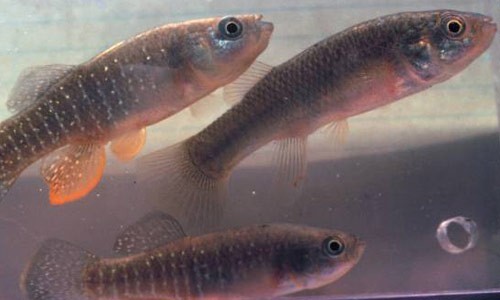 Mummichog - Chesapeake Bay Program