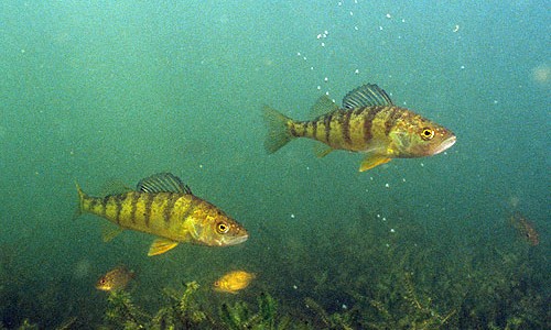 Yellow Perch - Chesapeake Bay Program
