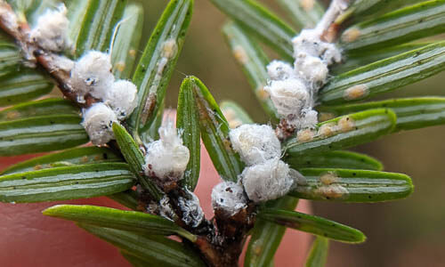Hemlock Woolly Adelgid | Chesapeake Bay Program
