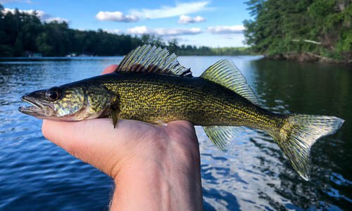 Walleye | Chesapeake Bay Program