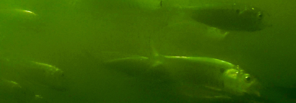 A Watershed Partnership - Chesapeake Bay Program